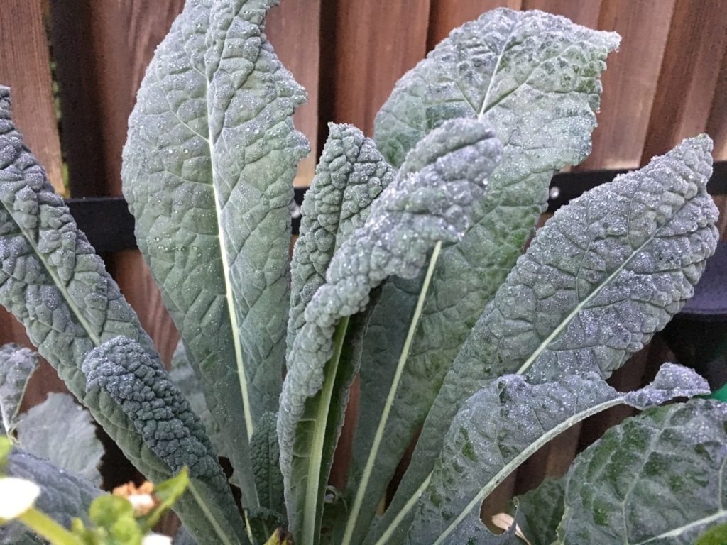 Palmkohl: Ideale Alternative für den Grünkohl - der Geniale Gemüsegarten