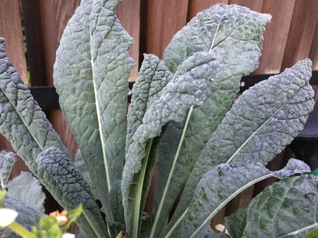 Palmkohl: Ideale Alternative für den Grünkohl - der Geniale Gemüsegarten